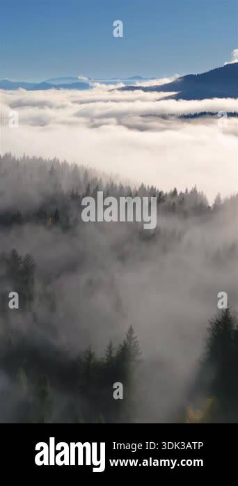 Flying above a forest wrapped in misty clouds during a sunny autumn ...