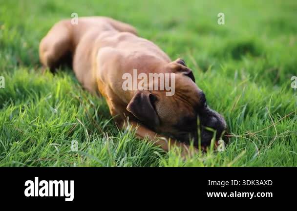 Cute brown boxer dog lying in a green field chewing a wooden stick ...