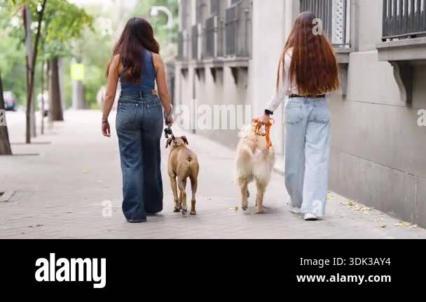 Rear view of two female friends walking a boxer and a golden retriever ...