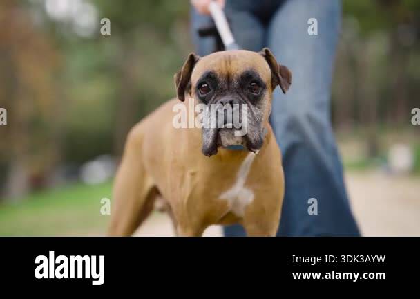 Cute brown boxer dog on a leash walking in a park with its owner on a ...