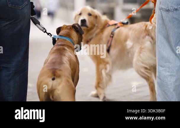 Boxer dog and a golden retriever playing together while on leashes ...