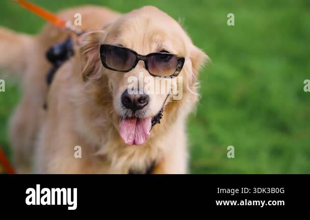 Cool and happy golden retriever dog wearing sunglasses outdoors on a ...