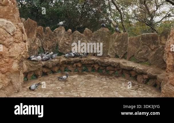 Pigeons Gathering On Curved Stone Bench, Flapping Wings And Soft Coos ...