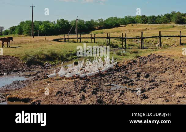Sunlit Pasture With White Duck Flock Near Muddy Pond, Brown Horse ...