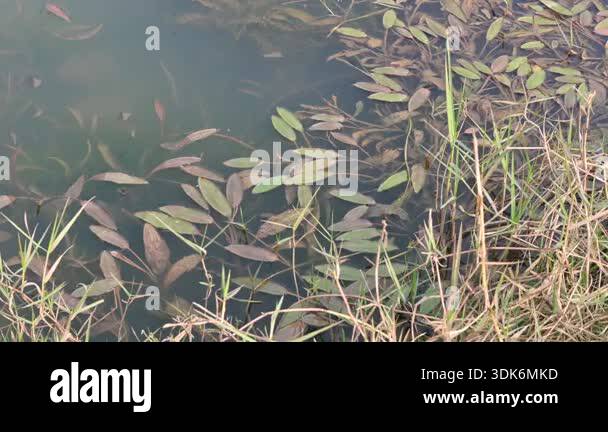 Potamogeton gramineus plants. Its species of aquatic plant. Its common ...