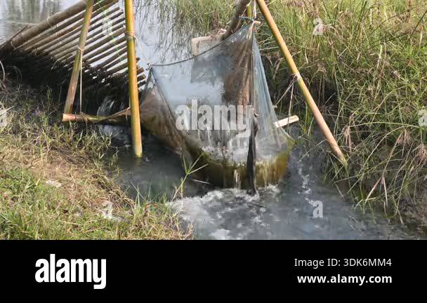 A traditional bamboo and mesh fishing trap is set in a narrow, flowing ...