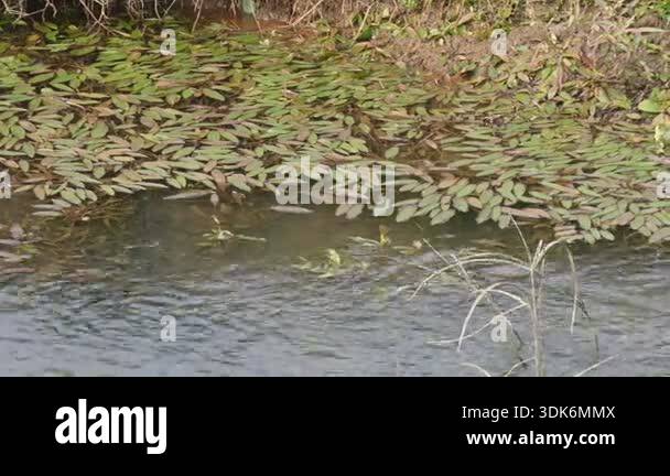 Potamogeton gramineus plants. Its species of aquatic plant. Its common ...