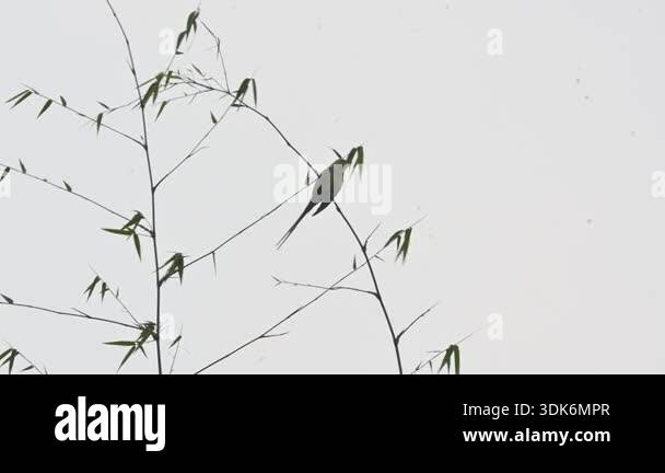 A alexandrine parakeets perches on a thin, bamboo branch. Bird has a ...