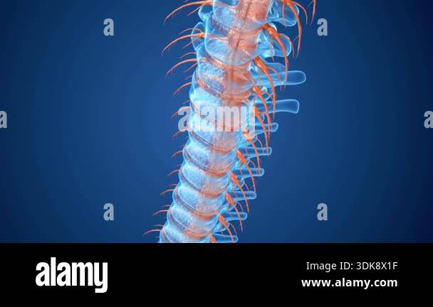 Detailed view of spine anatomy with glowing nerves on transparent ...