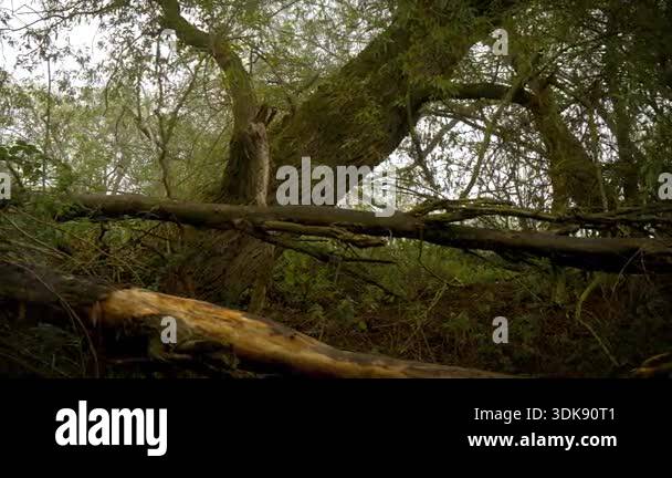 Fallen broken trees lying in misty forest clearing creating scene for ...