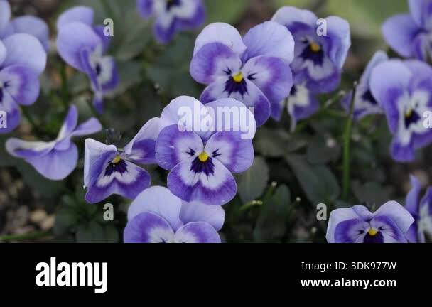 Tokyo,Japan - January 25, 2026: Closeup of violet viola flowers Stock ...