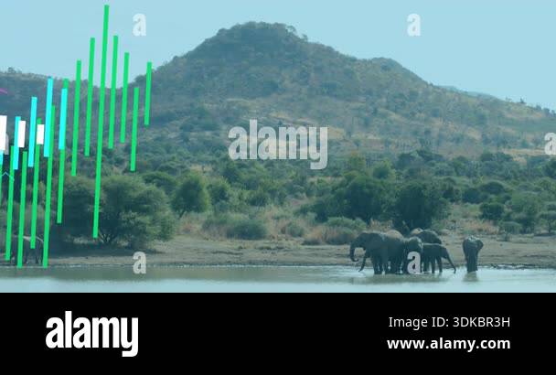 Elephant herd entering water, drinking as bars appearing, weaving red ...