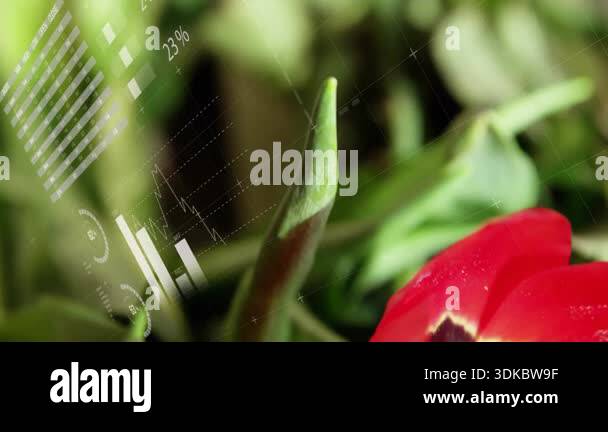 Percentages fading, panels sliding while red flower unfolding and text ...