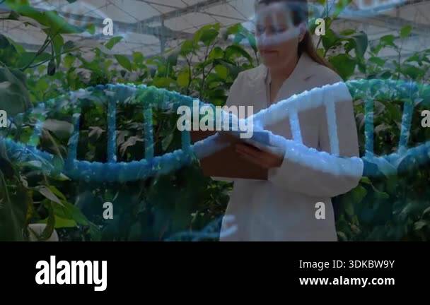 Researcher glancing at notes and documenting plant data while DNA helix ...