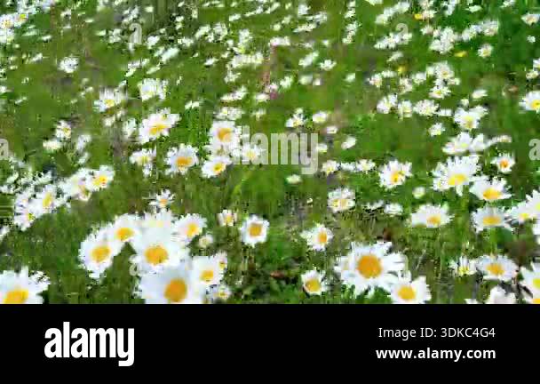 Field of wild daisy flowers blowing in the wind in Torres Del Paine ...