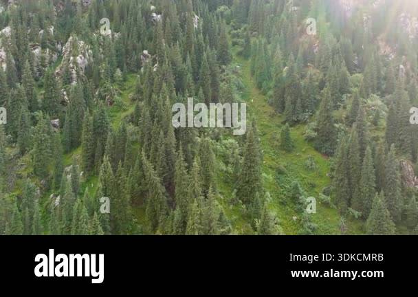 Serene mountainous terrain features a lush forest filled with conifer ...