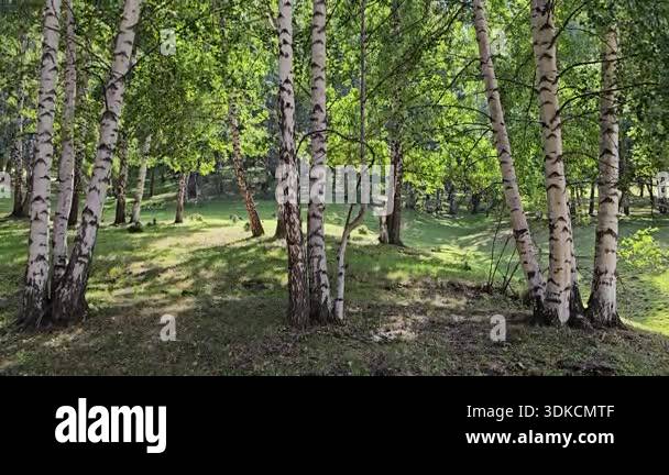 Peaceful forest clearing features tall birch trees and lush green grass ...
