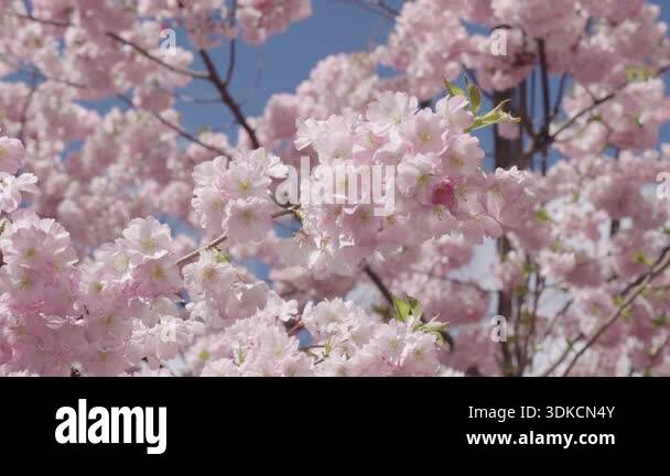 Pink Sakura. Sakura spring flower. Cherry blossom tree. Cherry blossom ...