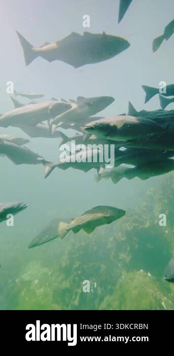 Atlantic cod in clear blue waters near Norway, iconic coldwater fish ...