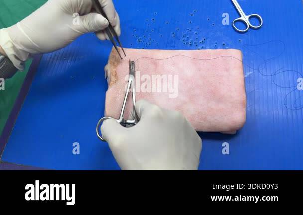 Close up View of Medical Student Practicing Suture in Simulation Lab ...