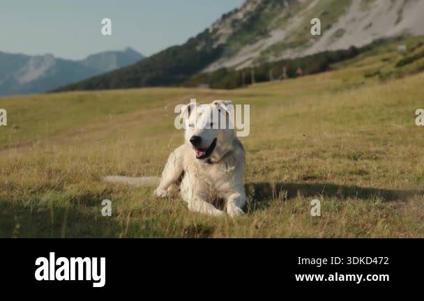 A white working dog lies down calmly near a ridge in an open mountain ...