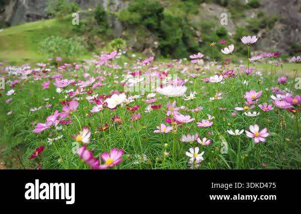 The field of colorful blossom daisy flowers blowing with the wind in ...