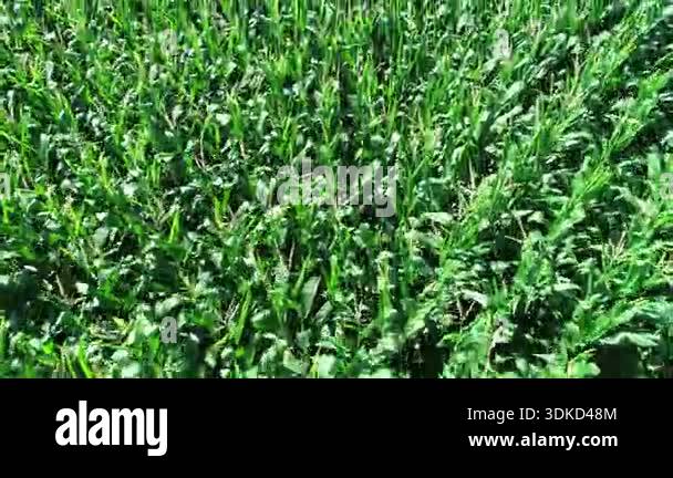 Drone shot of dense maize plants in farm The Concept of Growth Stock ...