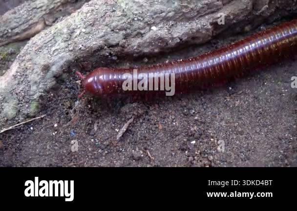 Look beautiful of centipede on ground Stock Video Footage - Alamy