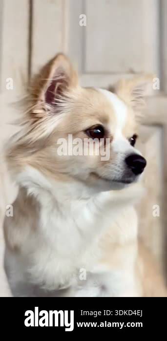 Adorable small fluffy dog with cream and white fur standing alert ...