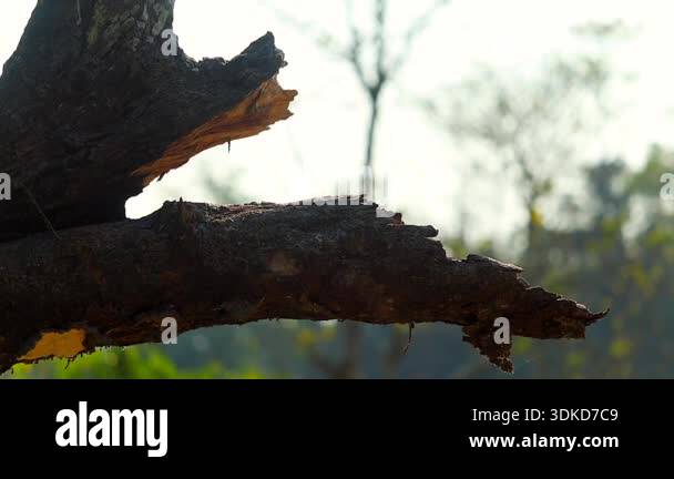 Close-up view of a broken tree branch showing detailed wood grain and ...