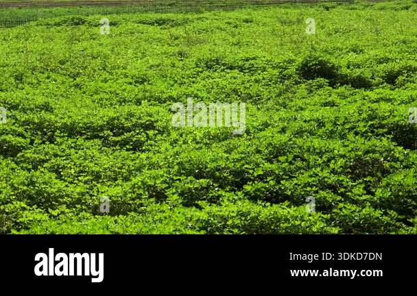 Close-up view of a lush green agricultural field covered with dense ...