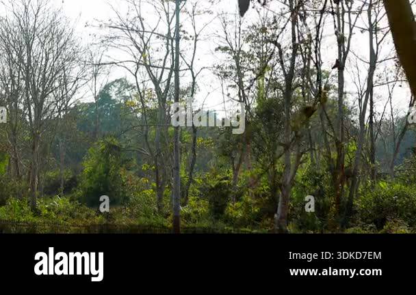 A serene forest landscape featuring tall trees, dense green vegetation ...