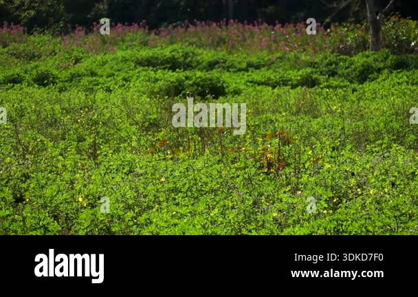 Wide view of a lush green agricultural field covered with low-growing ...