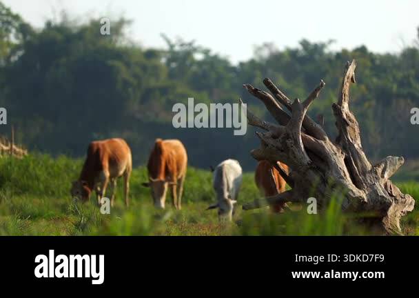 Cows grazing peacefully in a green meadow beside a fallen tree trunk ...