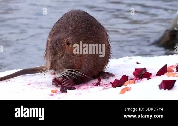 Wild nutria sitting in the snow on the river bank.People help wild ...