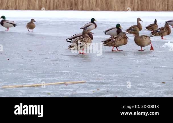 A wild duck runs on the ice.Duck on the slippery surface of a frozen ...