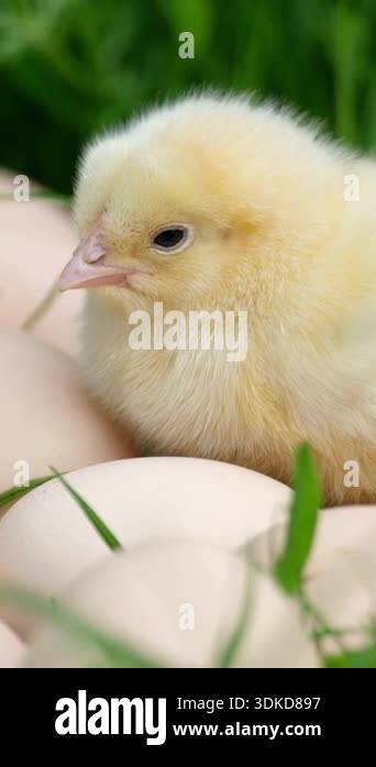 Close-up of a small, fluffy baby chick sitting on a nest of eggs in the ...