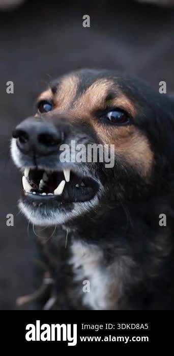 Angry, aggressive dog barking and viciously showing its sharp teeth and ...