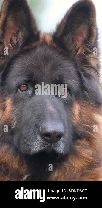 Close-up of a long-haired german shepherds face with a serious and ...