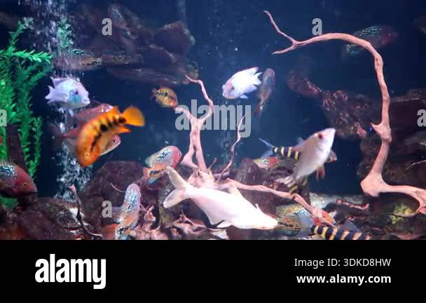 Large school of vibrant African cichlids swimming in a clean aquarium ...