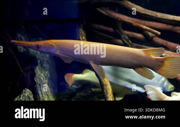 Exotic alligator gar fish swims gracefully in a home aquarium against a ...