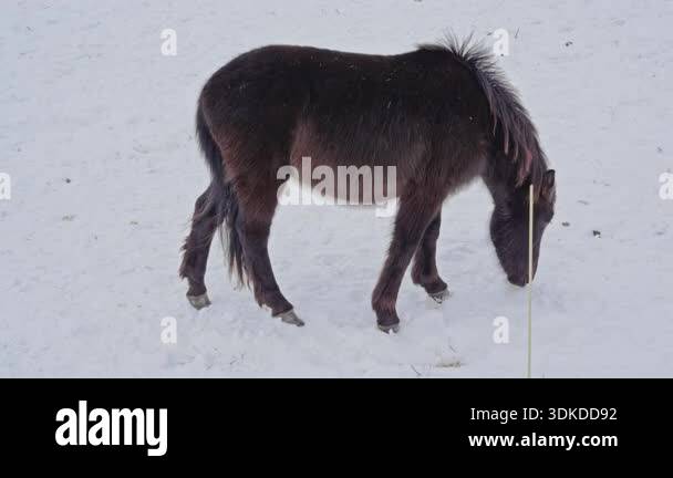 Brown Donkey Grazing. Frozen Pasture With Tranquil Grazing Donkey ...