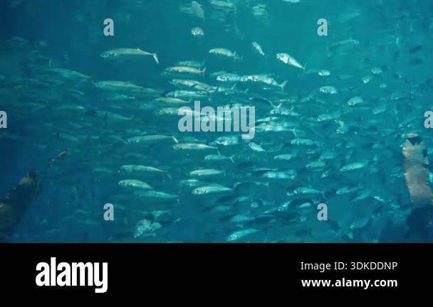 A mesmerizing underwater video showing a massive school of silver fish ...