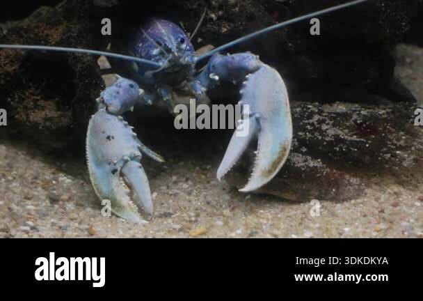 Blue lobster or freshwater crayfish eating and moving its claws and ...