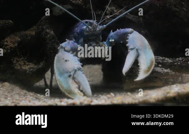 Rare blue lobster standing on the sandy sea floor between dark rocks ...