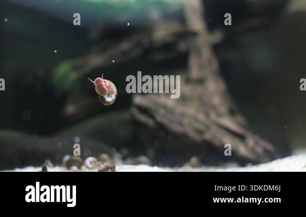 Tiny pink ramshorn snail with its shell floating downwards inside a ...