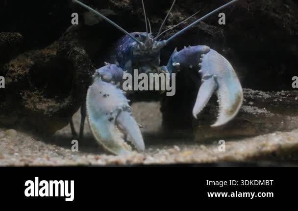 Stunning blue lobster moving its claws and eating on the sandy bottom ...