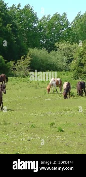 Herd of multi colored horses and ponies eating grass in a beautiful ...