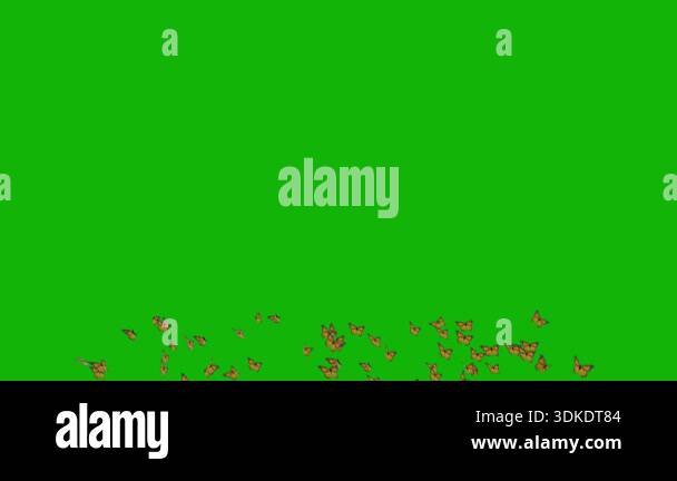Best-Selling Butterfly Green Screen: Transform Your Scenes, Ultra High ...