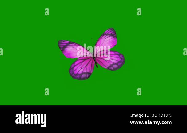 Best-Selling Butterfly Green Screen: Transform Your Scenes, Ultra High ...